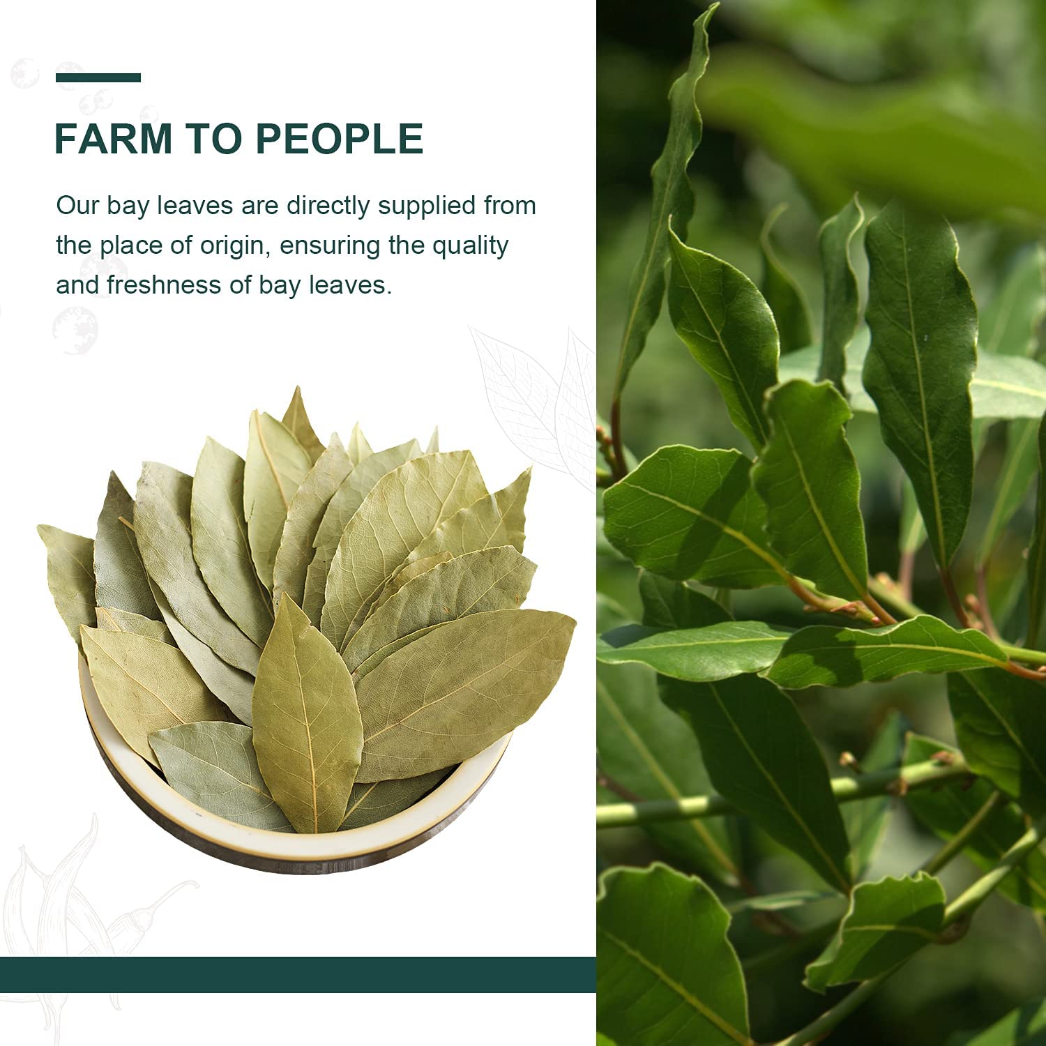 Soeos Bay Leaves Whole, 2 oz(57g), Non-GMO Verified, Dried Bay Leaf, Freshly Packed to Keep Fresh, Bay Laurel Herbs for Cooking,Bay Laurel Leaf, Dried Bay Leaves, Fresh Bay Leaves, Green