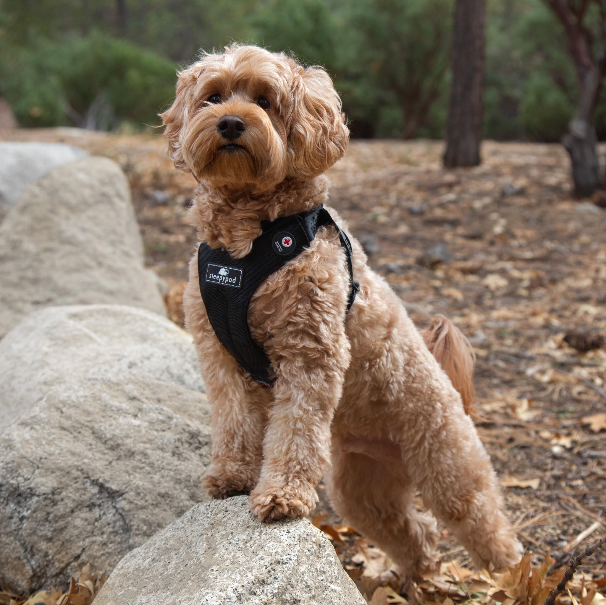 Sleepypod Clickit Sport - American Red Cross Edition Seat Belt Harness for Dogs (Jet Black, S)