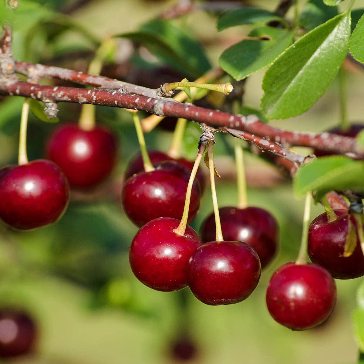 Romeo Cold Hardy Dwarf Bush Cherry Tree - Grown in a 4" pot - Due to regulations Can't Ship to CA, CO, ID, OR, or WA