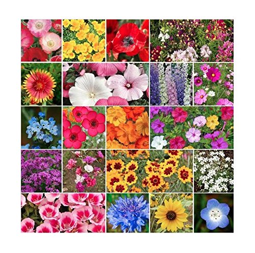 Short Premium Wildflowers - 14" or Shorter
