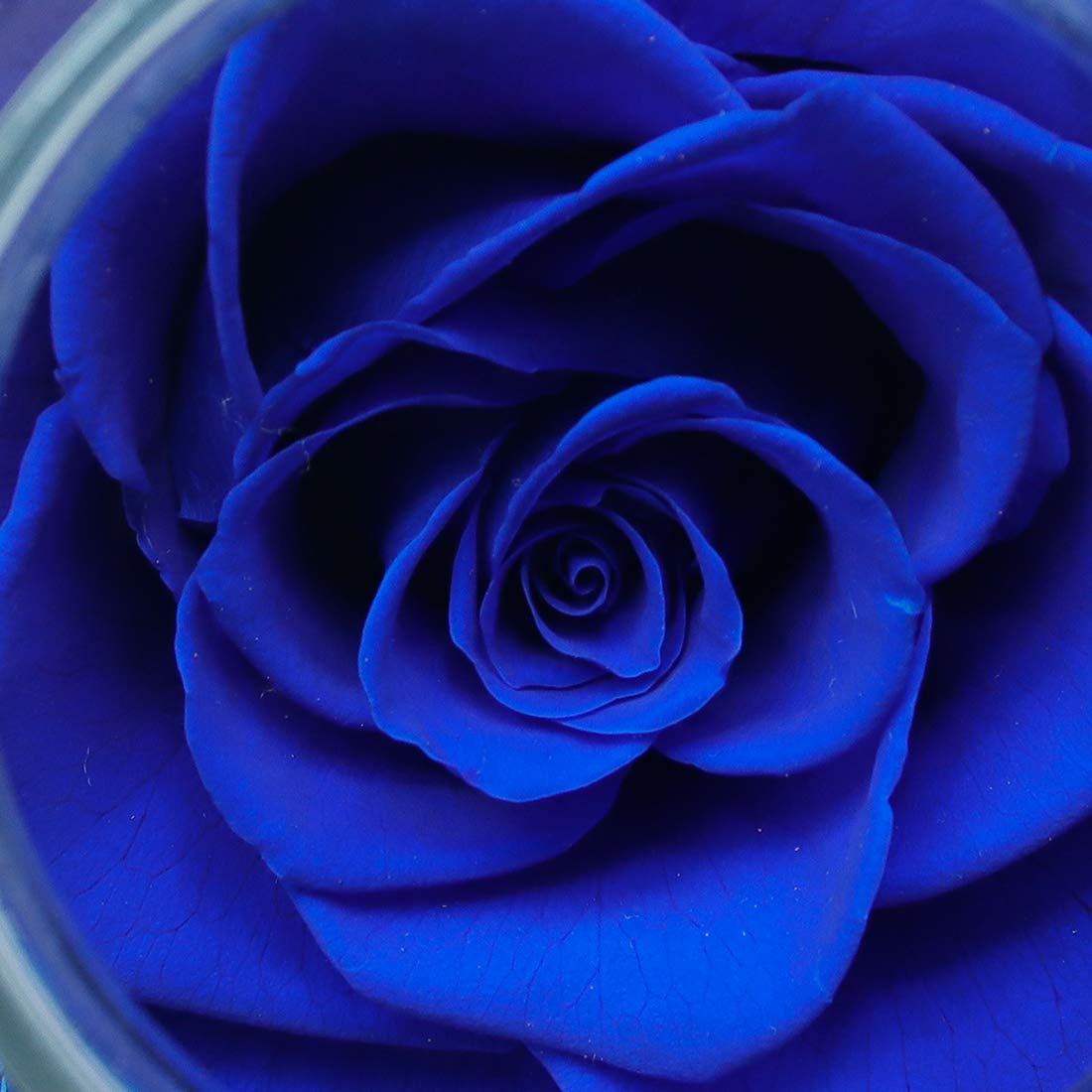 roliys Preserved Real Roses with Colorful Mood Light Wishing Bottle, Eternal Rose,Never Withered Flowers, Table Decor,Christmas Anniversary Valentine's, Blue 4.3inch, 1pcs