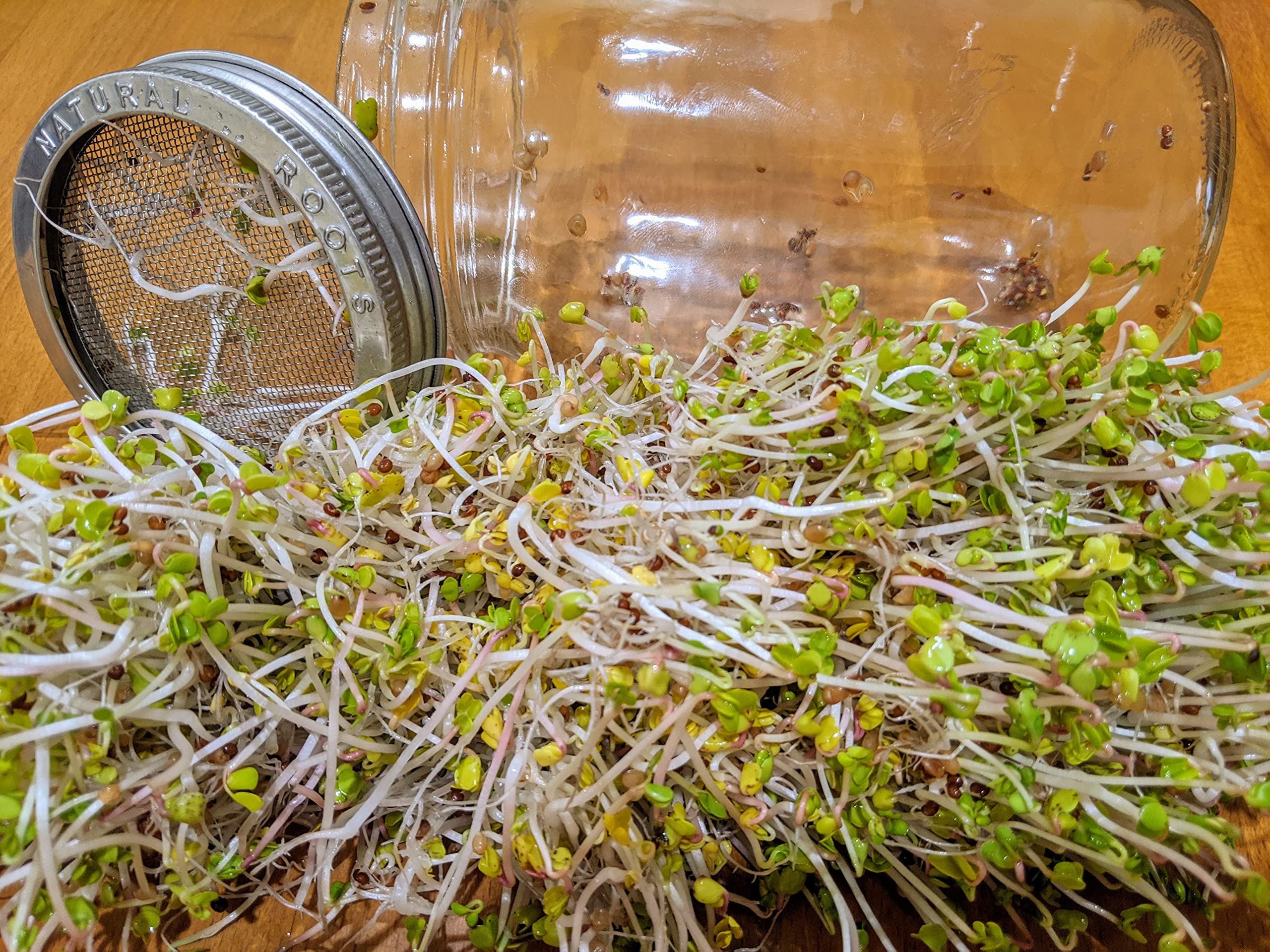 Variety Pack Sprouting Seeds Broccoli, Alfalfa, Radish, Mung beans & Salad Mix for Sprouts and Microgreens. Non-GMO. Pack of 10 premeasured seeds for quart size jars or trays. Includes 2 packs of each
