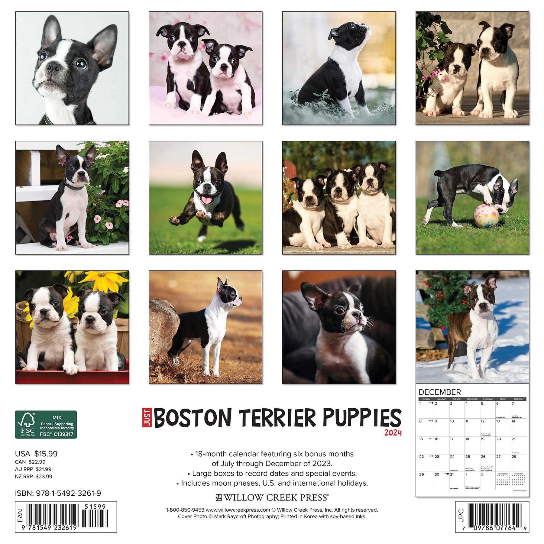 Willow Creek Press Boston Terrier Puppies Monthly 2024 Wall Calendar (12" x 12")