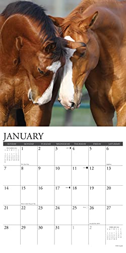 Willow Creek Press Horses Monthly 2024 Wall Calendar (12" x 12")