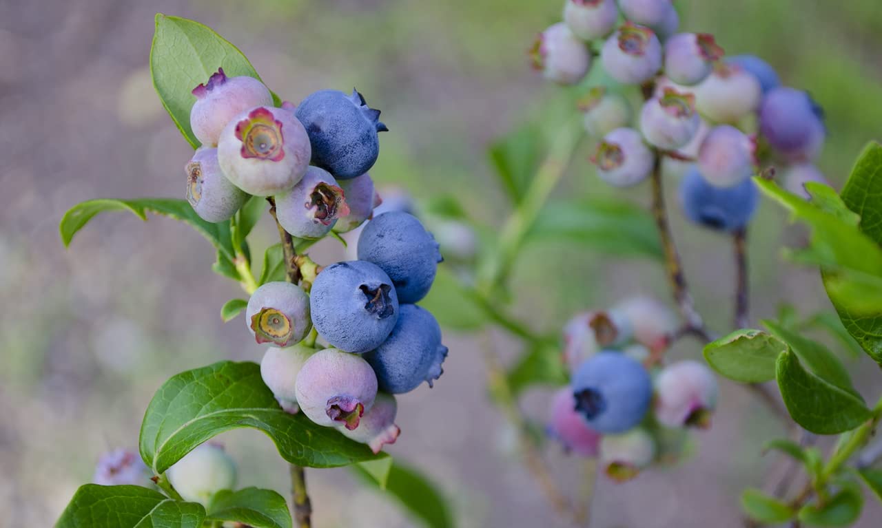 Sunshine Blue Blueberry Plant Rabbiteye Hardy Bush from 4 Inches