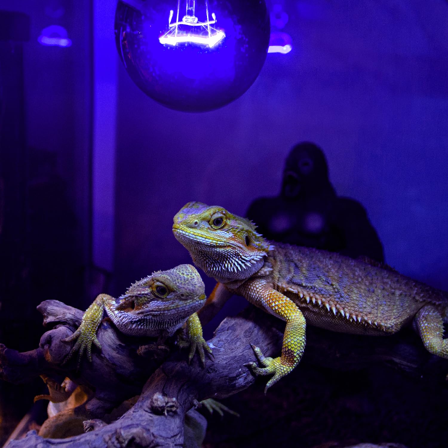 REPTIZOO 2PCS Reptile Night Heat Lamp, 50W Moonlight Heat Bulb Infrared Heating Lamp Purple Reptile Heat Lamp Night Bulb for Bearded Dragon, Lizard, Snake, Turtle