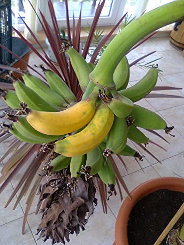 SeedsUP - 3+ Ornamental Banana Exotic (Dwarf Indoor Plant) Edible - Tree Green