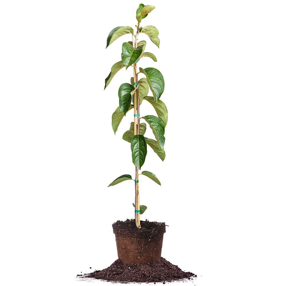 PERFECT PLANTS Hachiya Persimmon Tree 4-5 Feet | Live Outdoor Plant for Sweet Fruits | Tropical & Exotic Fruit Trees | Fast Growing Tree with Beautiful Fall Colors