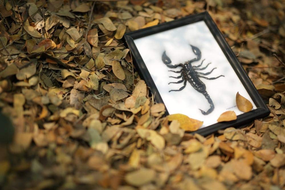 The Giant Thai Forest Scorpion (Heterometrus spinifer) | Framed Arachnid Wall Decor | Unique Taxidermy Collectables | 8 x 6 in.
