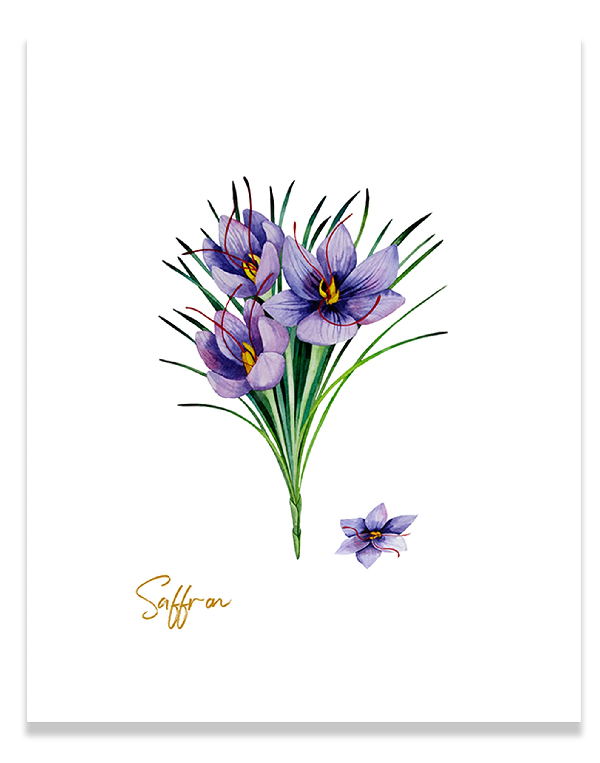 Vintage Herb Kitchen Wall Art Print. Unframed 8 X 10, Saffron Botanical Watercolor Print. Green, Blue, Lavender, Gold. Perfect for Country Farmhouse, Antique, Rustic, Cottage, and Classic Décor.