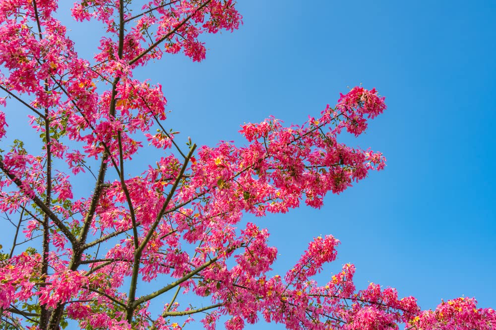 Silk-floss Tree Seeds for Planting (10 Seeds) - Chorisia speciosa