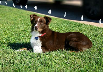 Red Heavy Duty Nylon Replacement Dog Collar Strap with RFA-67 Batteries - Compatible with Most PetSafe In-Ground and Wireless Fence Receiver Collars (Bundle 2)