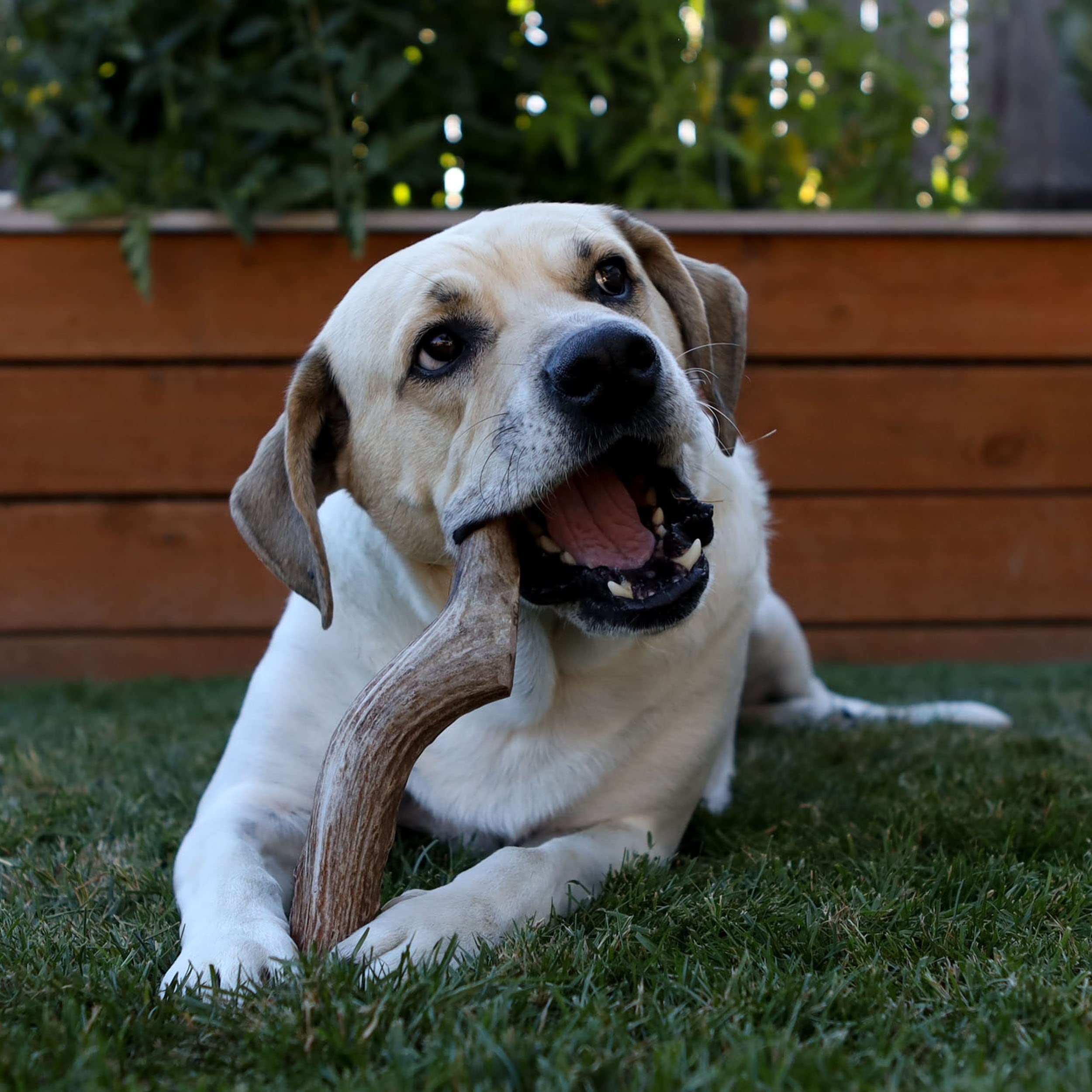 Prairie Dog | Elk Antler Chew | Naturally Shed - Hand Harvested in North America | Large