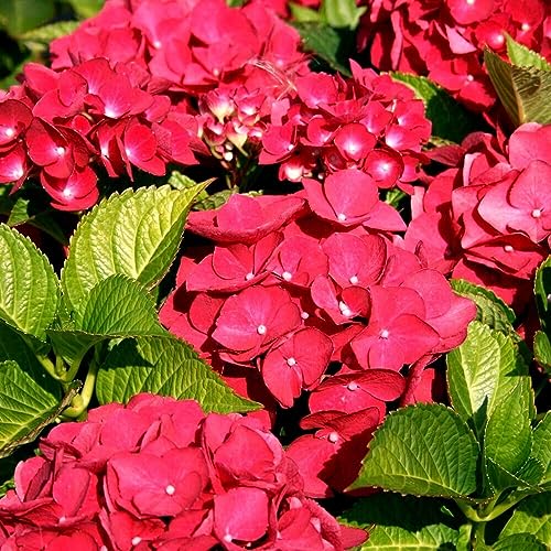 Red Hydrangea Bush Hydrangea Macrophylla Plant 4 in Pot