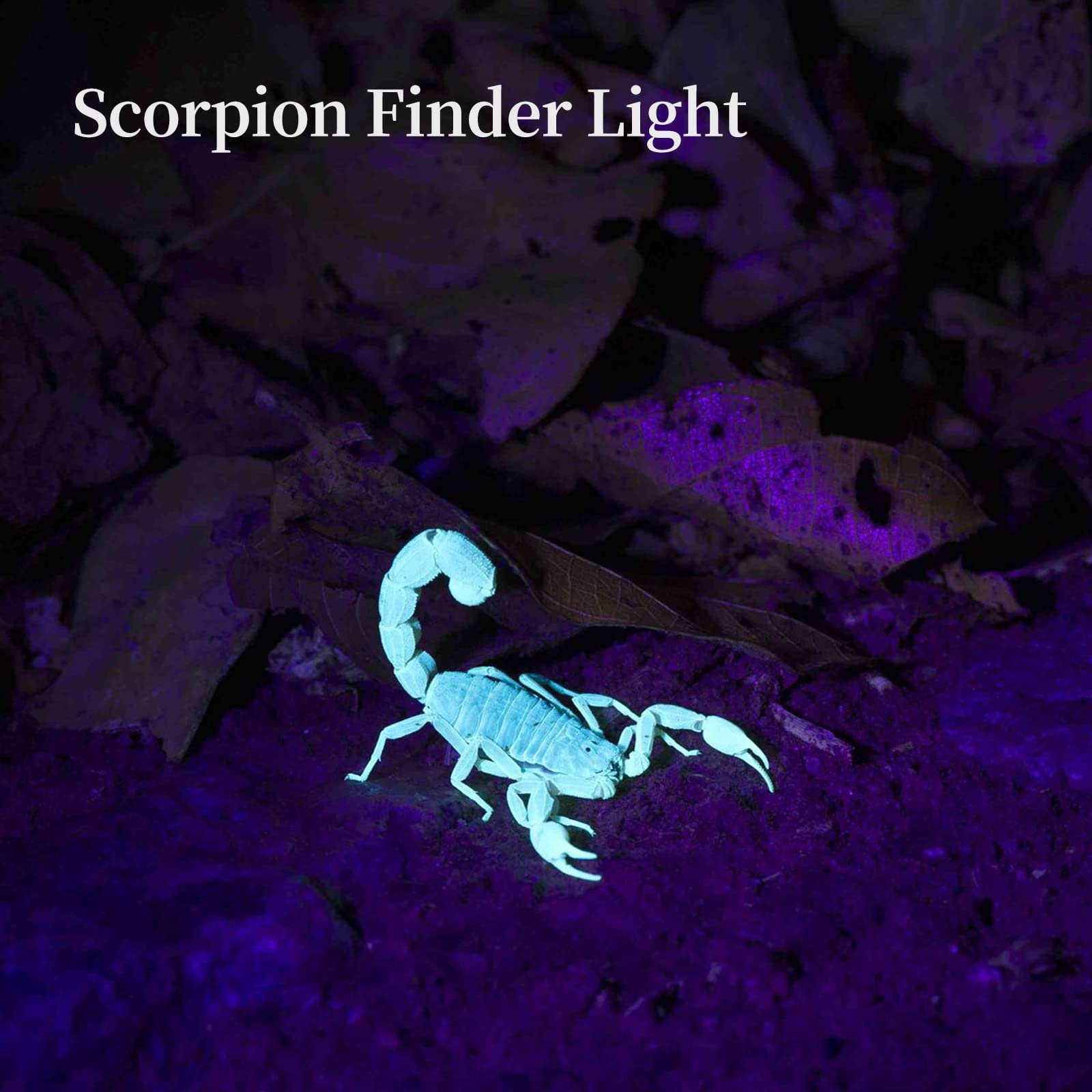 TNATRA UV 365nm and 395nm Flashlight, UV Blacklight for UV Glue Curing,Rocks & Minerals Hunting,Pet Stain Detector&Scorpion Finder, Dry Stain, Portable&Zoomable LED Ultraviolet Flashlight