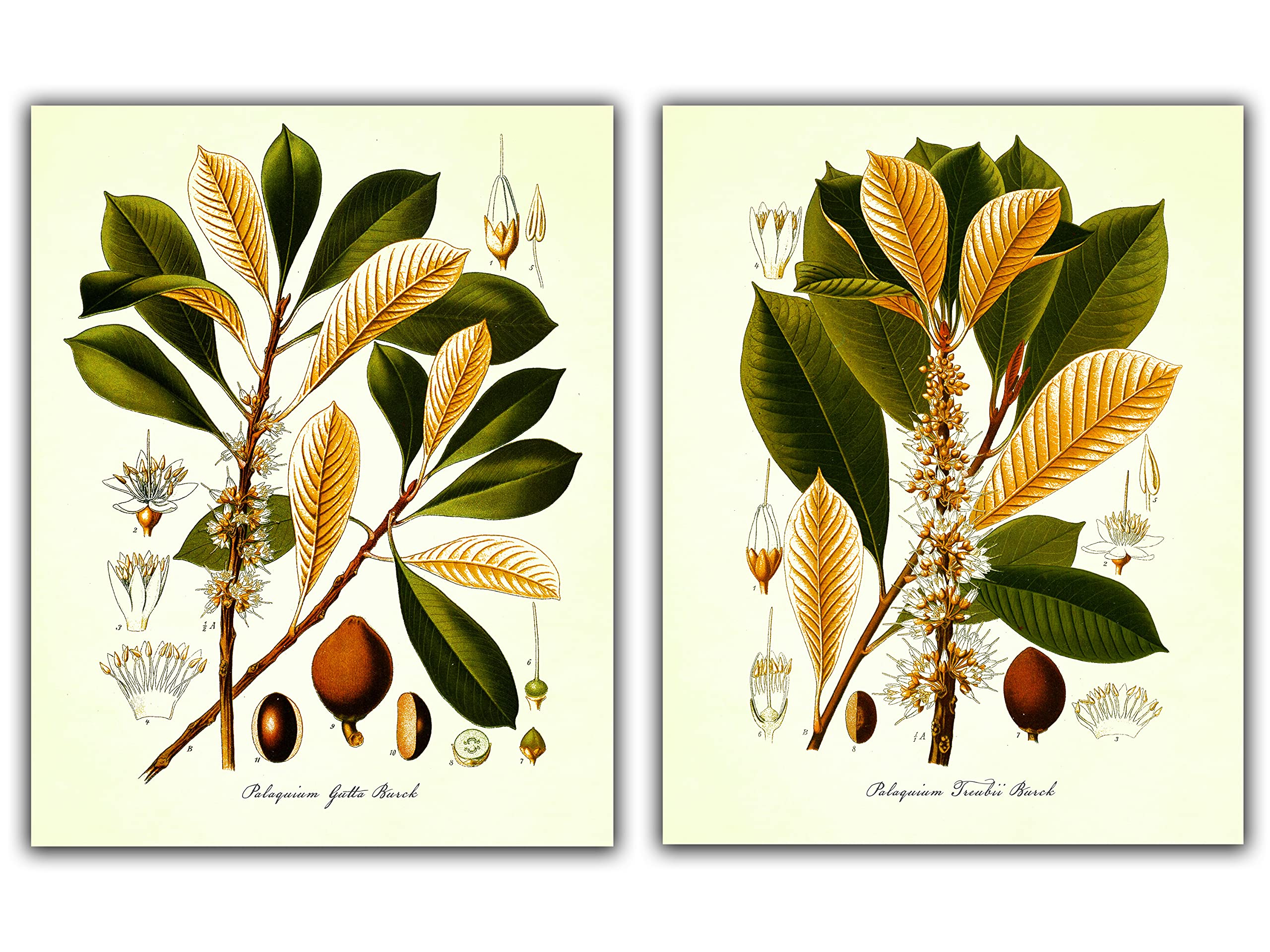Vintage Leaves Botanical Set No.14 Wall Art Prints - Set of 2 11x14 UNFRAMED Kohler Cottagecore Decor Illustrations.