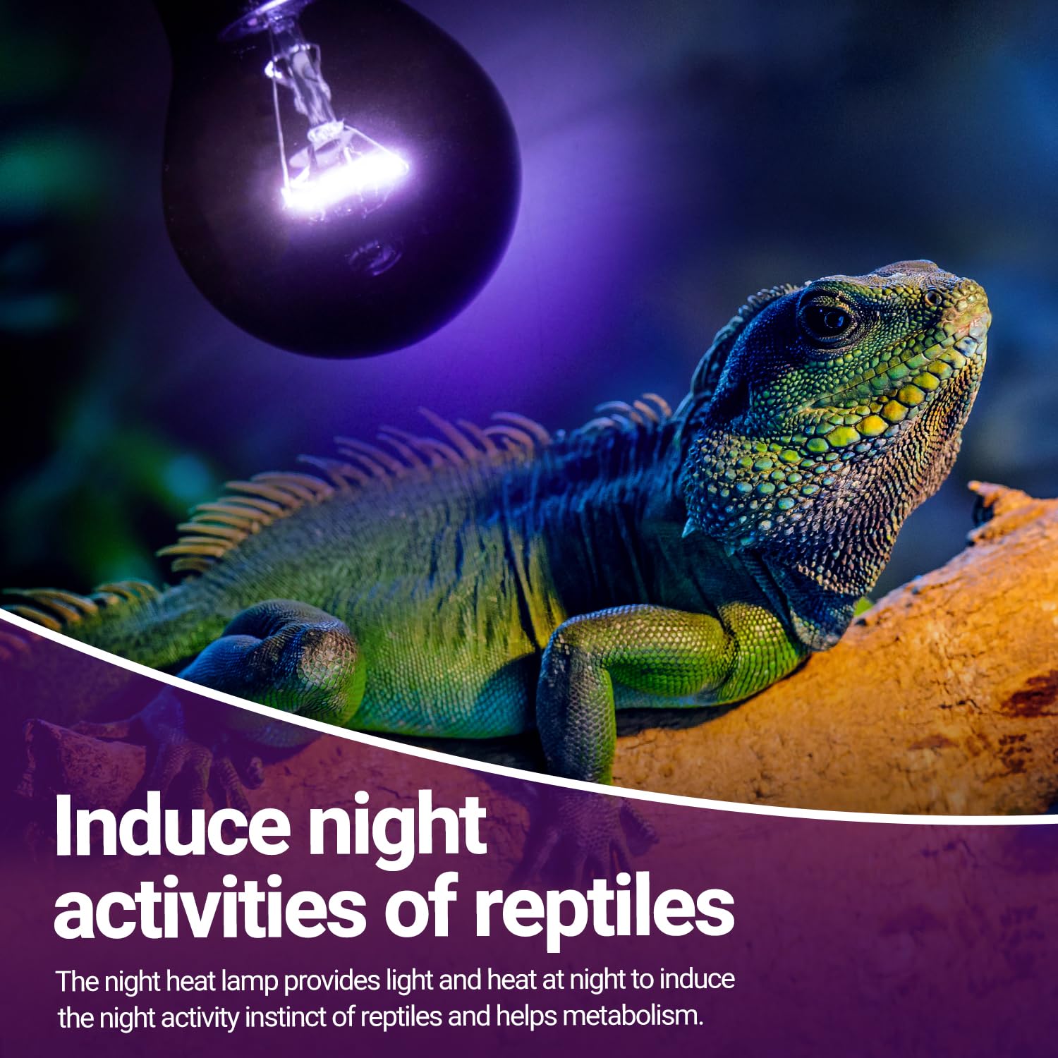 REPTIZOO 2PCS Reptile Night Heat Lamp, 50W Moonlight Heat Bulb Infrared Heating Lamp Purple Reptile Heat Lamp Night Bulb for Bearded Dragon, Lizard, Snake, Turtle