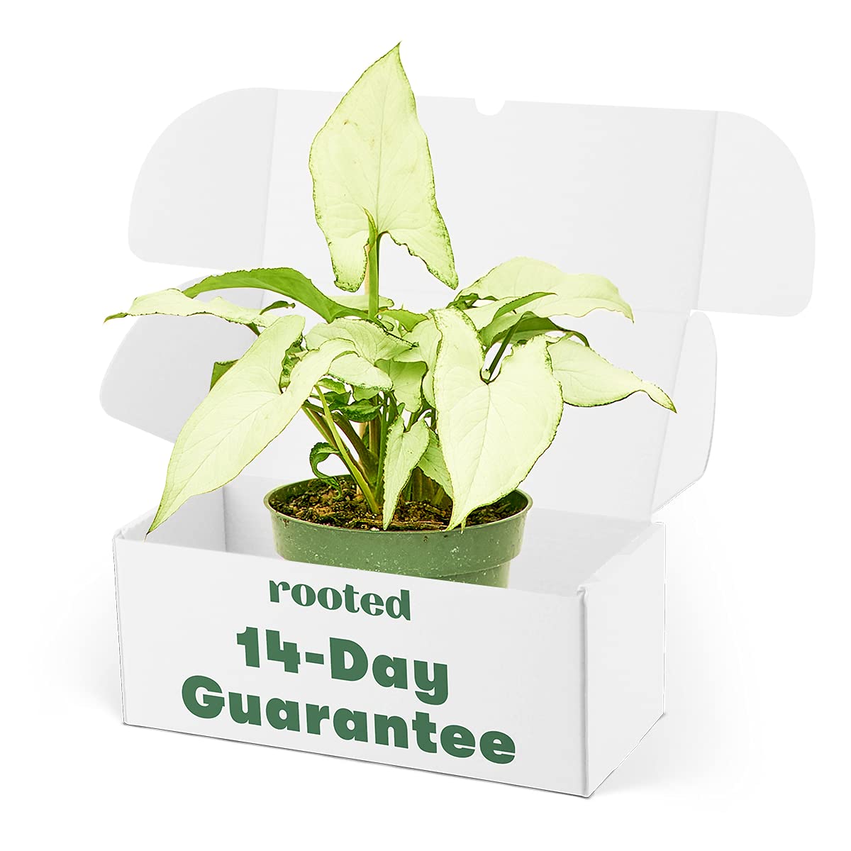 Rooted Arrowhead Plant White Butterfly, Syngonium Podophyllum, Live, Live Indoor, Easy to Grow, Easy to Care, Outdoor Garden and Low Maintenance Houseplant, 4 inch Pot