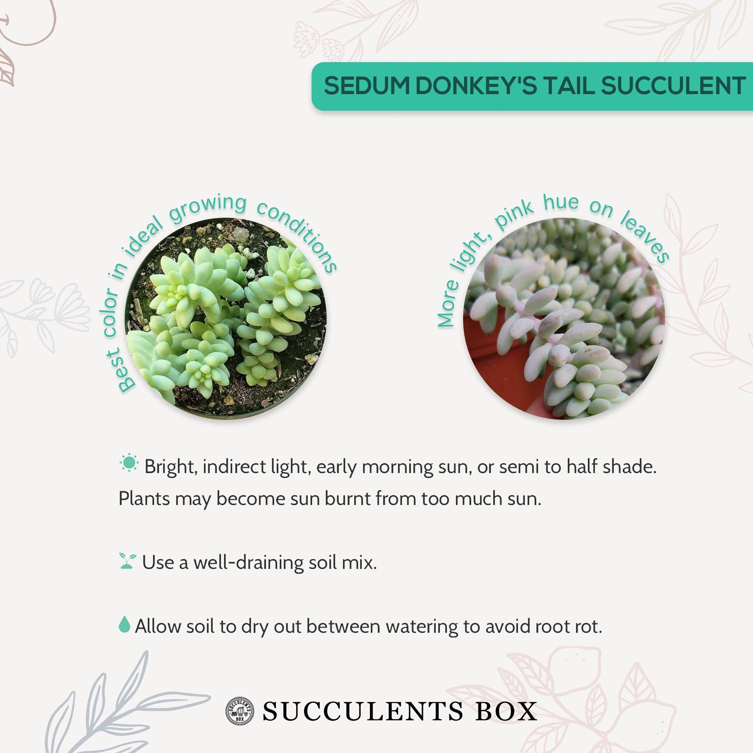 Succulents Box Sedum Burrito Donkey's Tail Succulent (2 inch)