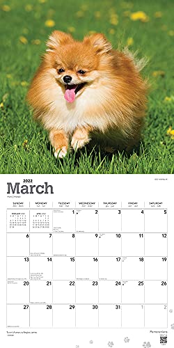Pomeranians 2022 12 x 12 Inch Monthly Square Wall Calendar, Animals Small Dog Breeds DogDays