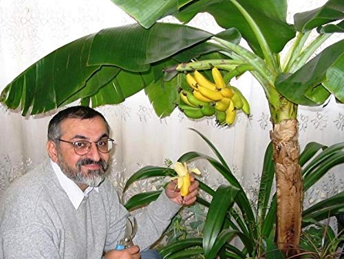 Seeds4planting - Seeds Ornamental Banana Exotic Tree Indoor Dwarf Perennial Flowers Non GMO