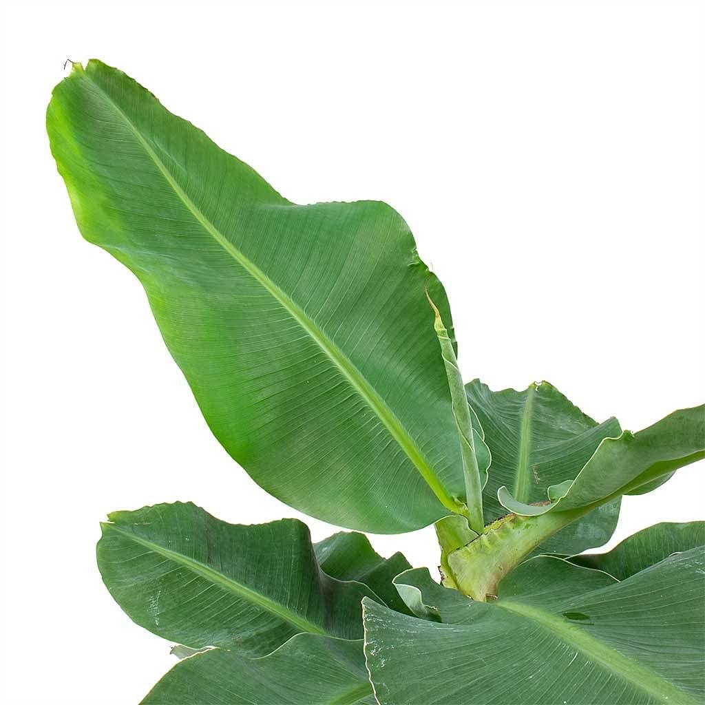 PlantBros Musa Dwarf Super Cavendish Live Fruit Banana Tree Plant