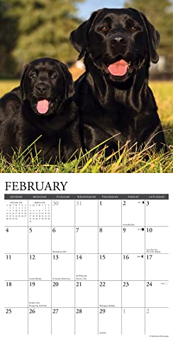 Willow Creek Press Black Labs Monthly 2024 Wall Calendar (12" x 12")
