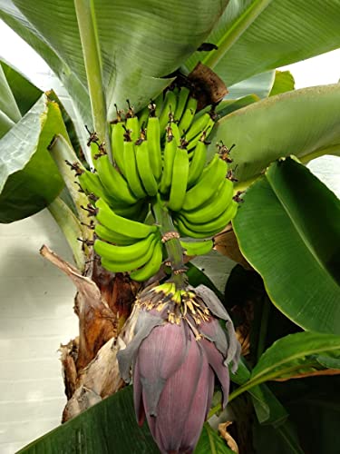 SeedsUP - 3+ Ornamental Banana Exotic (Dwarf Indoor Plant) Edible - Tree Green