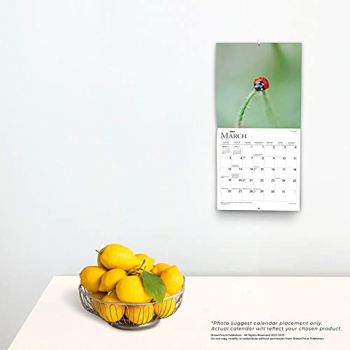 Simplicity | 2023 7 x 14 Inch Monthly Mini Wall Calendar | BrownTrout | Colorful Photography Inspiration Quotes