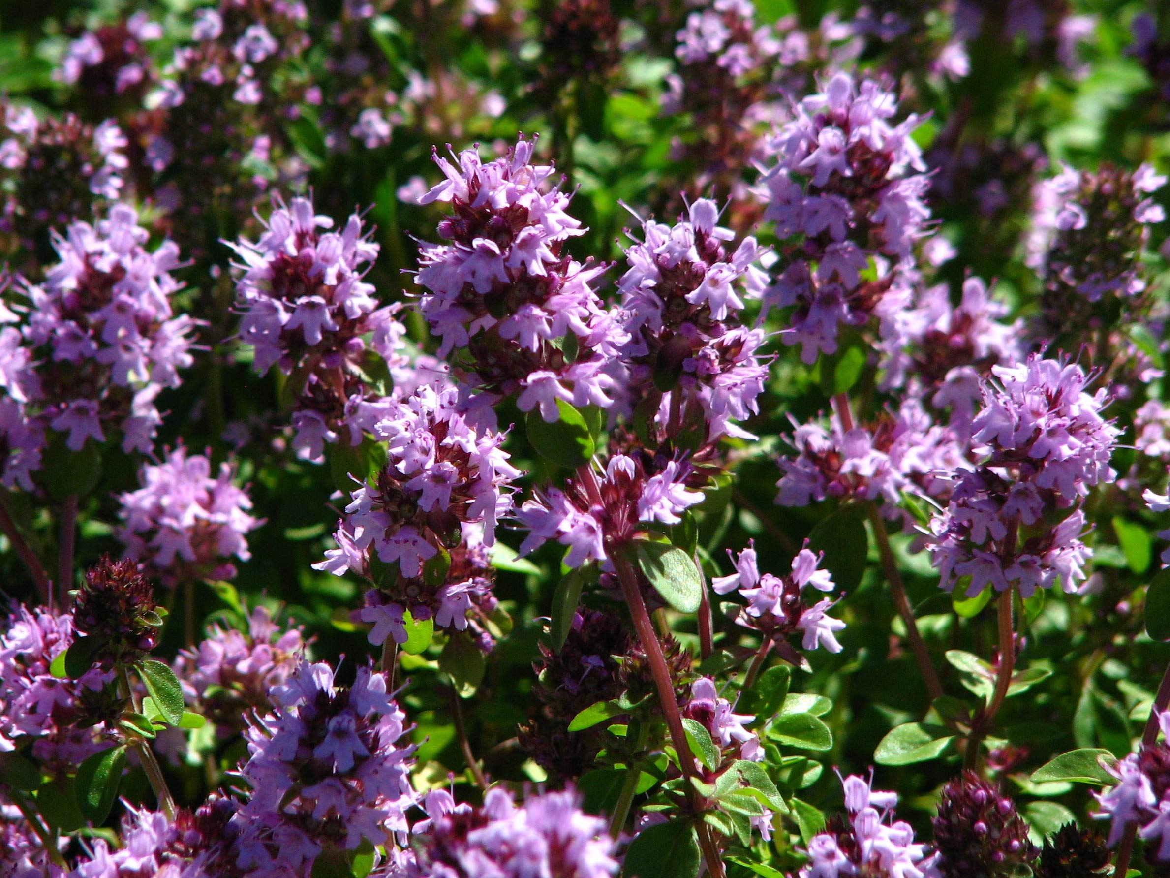 Seeds Common English Thyme Herbs for Planting Non GMO 500 Seeds
