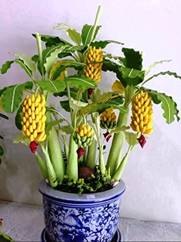 SeedsUP - 3+ Ornamental Banana Exotic (Dwarf Indoor Plant) Edible - Tree Green