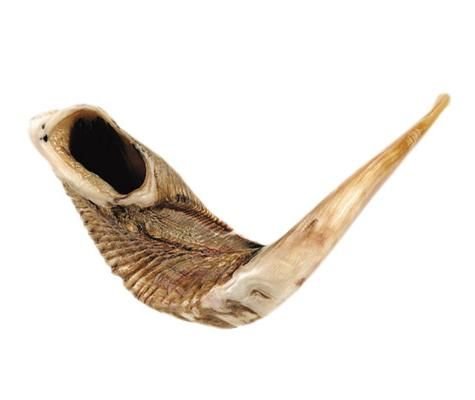 Shofar Ram's Horn Shofar Medium size 39-42cm Natural White