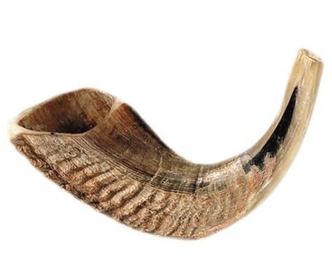 Shofar Ram's Horn Shofar Medium size 39-42cm Natural White
