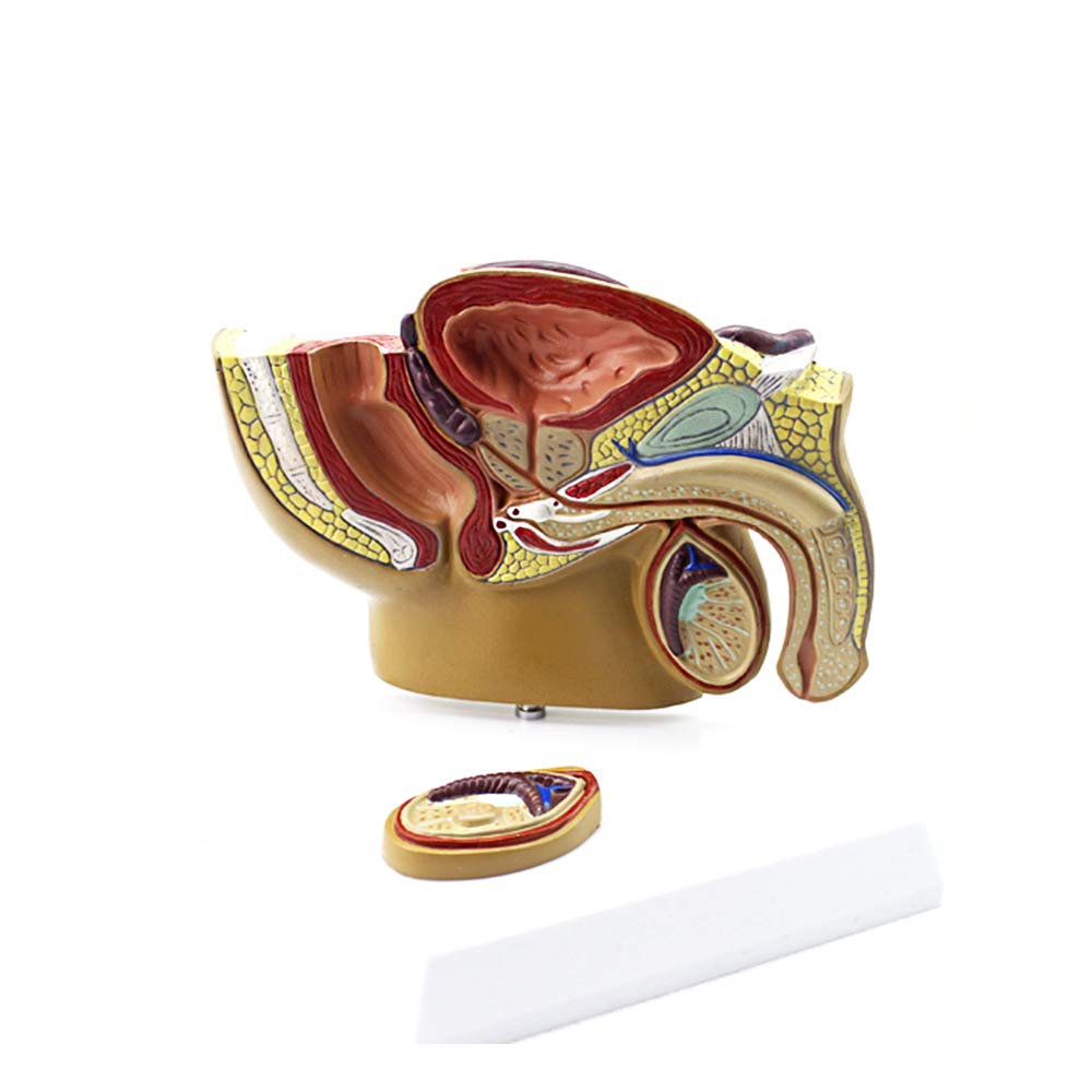 TDOUBEAUTY Professional Human Reproductive System of Male Penis and Genital System Model with Prostate β1 Part 1/2 Life-Size Anatomical Model