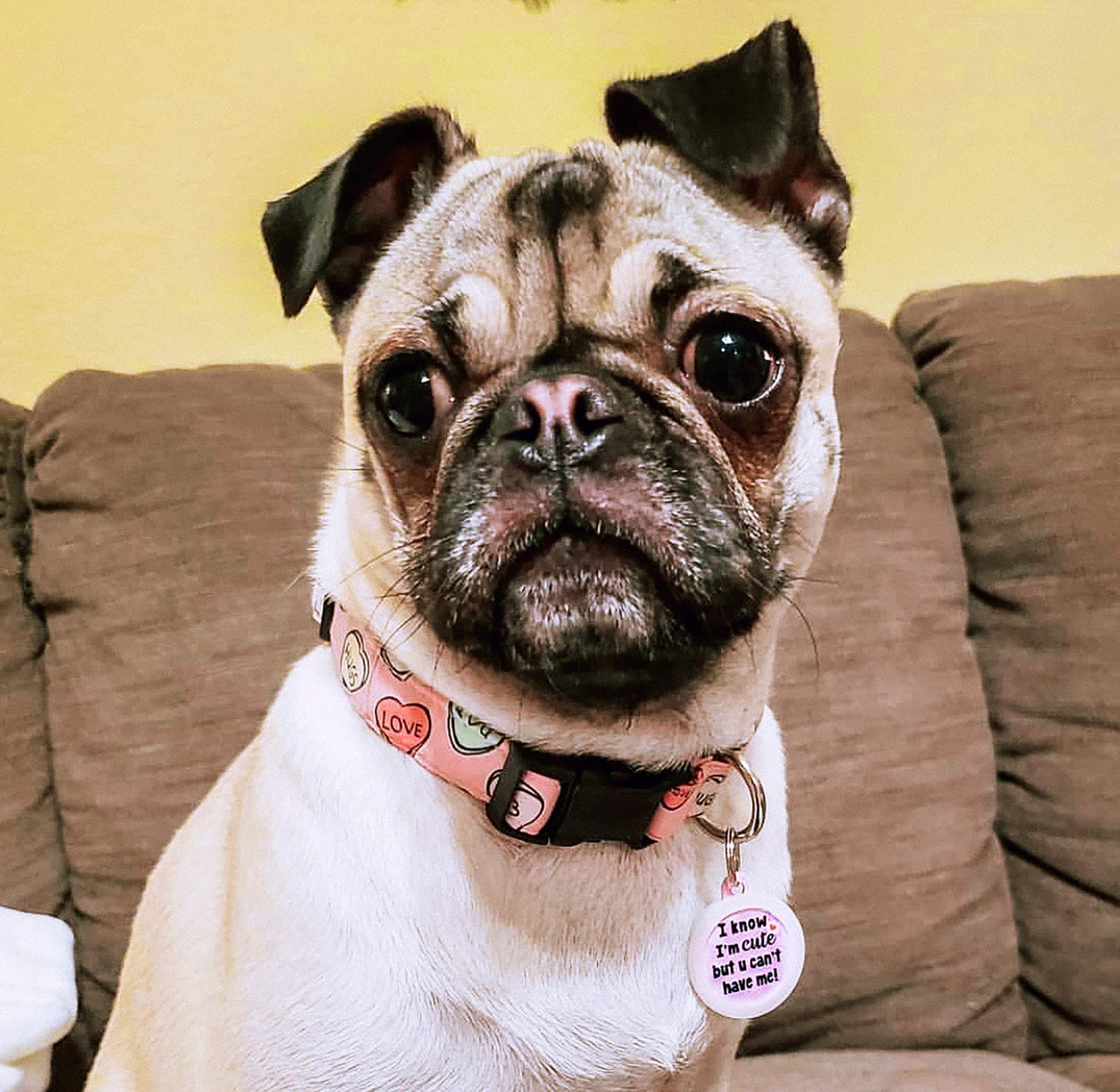 Skull & Roses Collar for Pets Size Extra Small 5/8 Inch Wide and 9-12 Inches Long - Hand Made Dog Collar by Oh My Paw'd