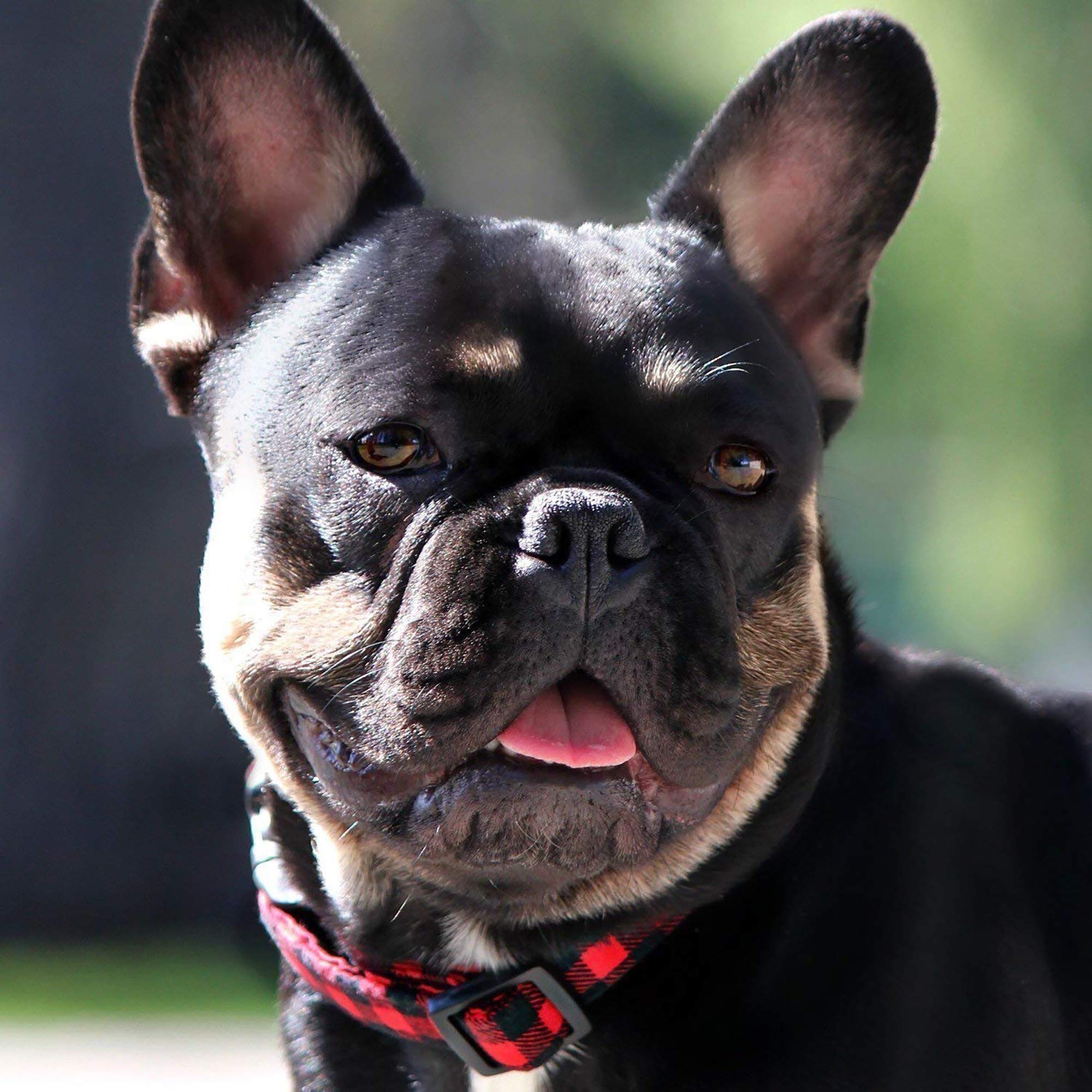 Skull & Roses Collar for Pets Size Extra Small 5/8 Inch Wide and 9-12 Inches Long - Hand Made Dog Collar by Oh My Paw'd
