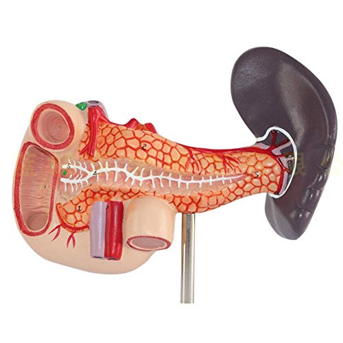Spleen, Pancreas and Duodenum Model. Showing The Structure of The Pancreas, Duodenum and Spleen, There are 22 Site Indicators.