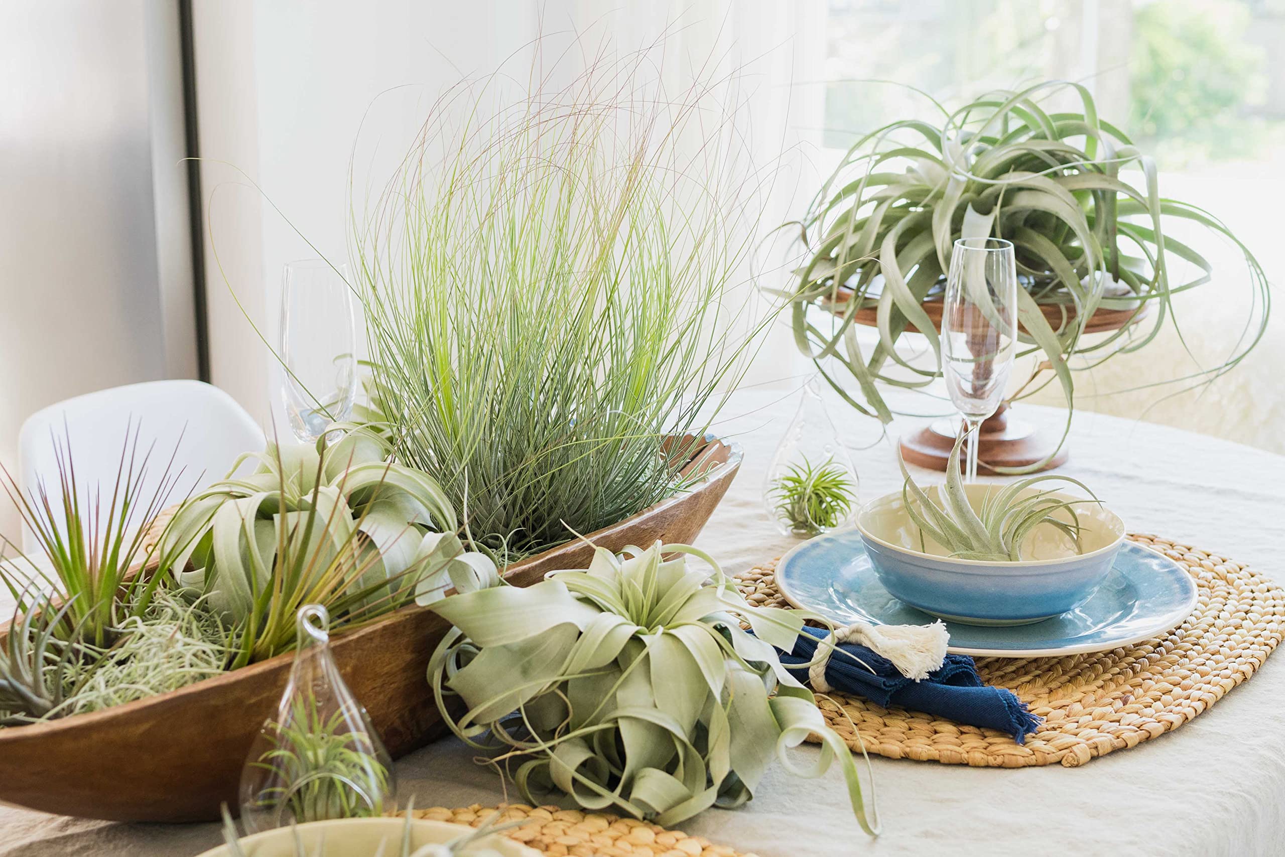 Stunning Flat Bottom Globe Terrarium Kit with Small Assorted Air Plants, Beige Stones and Moss Plant terrarium - Live Tillandsia Air Plants Holder–Glass Terrariums for plants and Succulents
