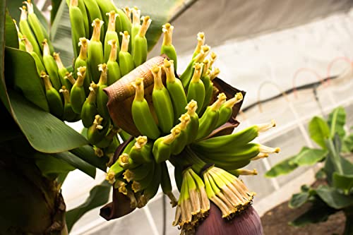 SeedsUP - 3+ Ornamental Banana Exotic (Dwarf Indoor Plant) Edible - Tree Green