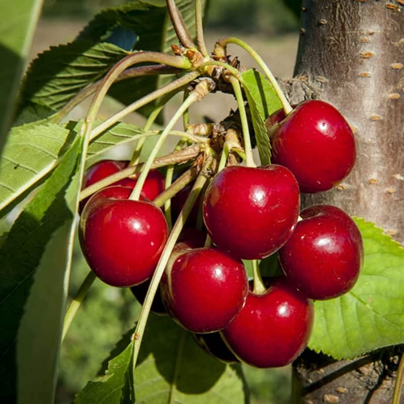 Sweet Cherry Tree Live Plant for Planting, Red Cherry Fruits Seedling 12 to 18 Inc Tall, No Ship to CA, HI