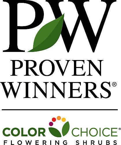 SUNJOY® Mini Saffron Berberis thunbergii 'Kasia' PPAF - Proven Winners - 4" Pot