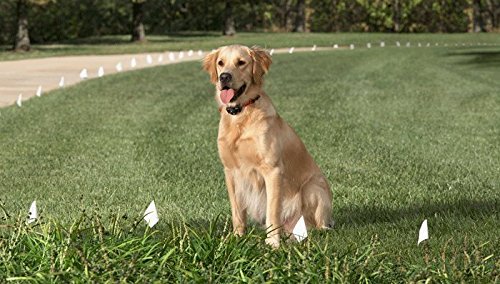 Sparky Pet Co Compatible with Petsafe Replacement 3/4" Nylon Strap with 2 Holes Spaced at 1.25" Apart (Red)