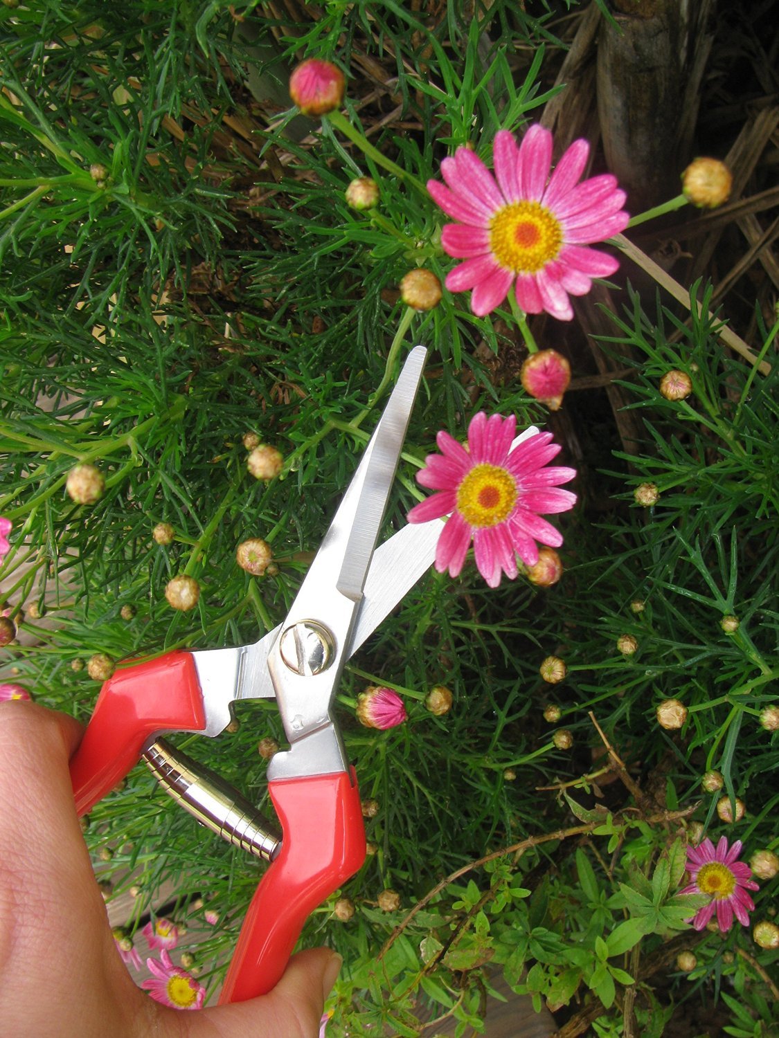 TABOR TOOLS K77A Straight Pruning Shears with Stainless Steel Blades, Florist Scissors, Multi-Tasking Garden Snips for Arranging Flowers, Trimming Plants, Harvesting Herbs, Fruits or Vegetables.