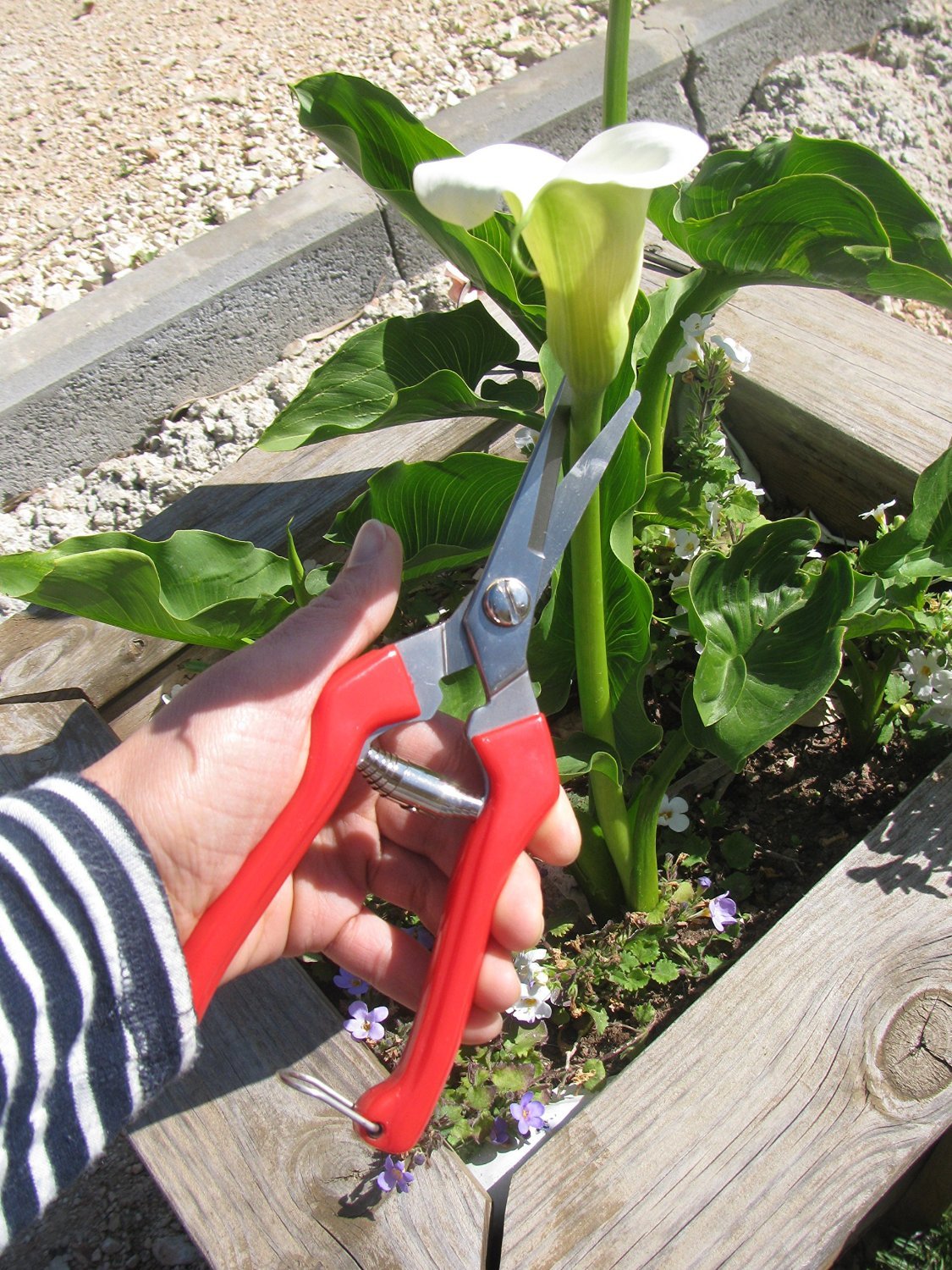 TABOR TOOLS K77A Straight Pruning Shears with Stainless Steel Blades, Florist Scissors, Multi-Tasking Garden Snips for Arranging Flowers, Trimming Plants, Harvesting Herbs, Fruits or Vegetables.
