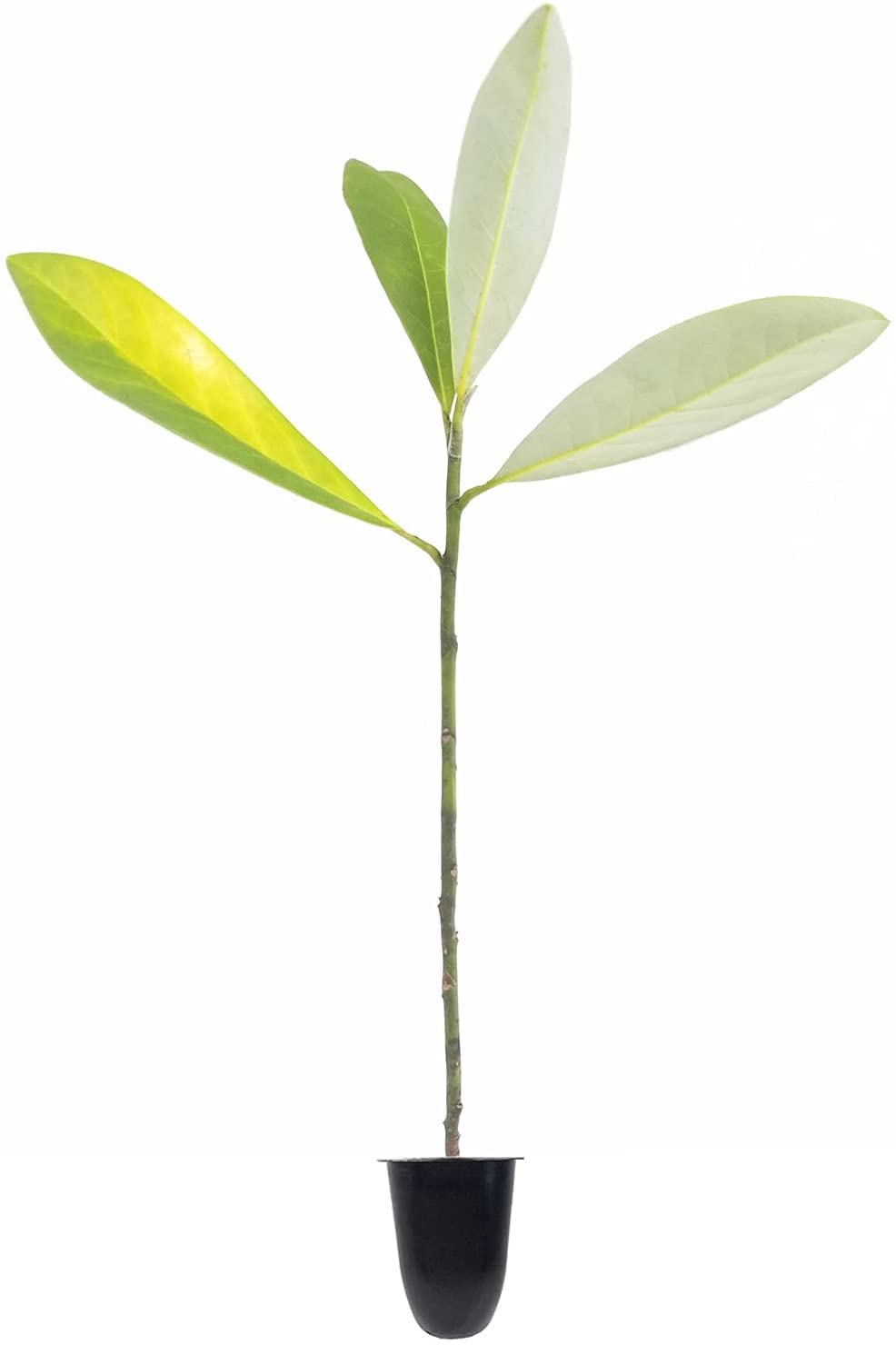 Sweet Bay Magnolia Tree | 30 Live Plants | Magnolia Virginiana | Beautiful Ornamental Specimen