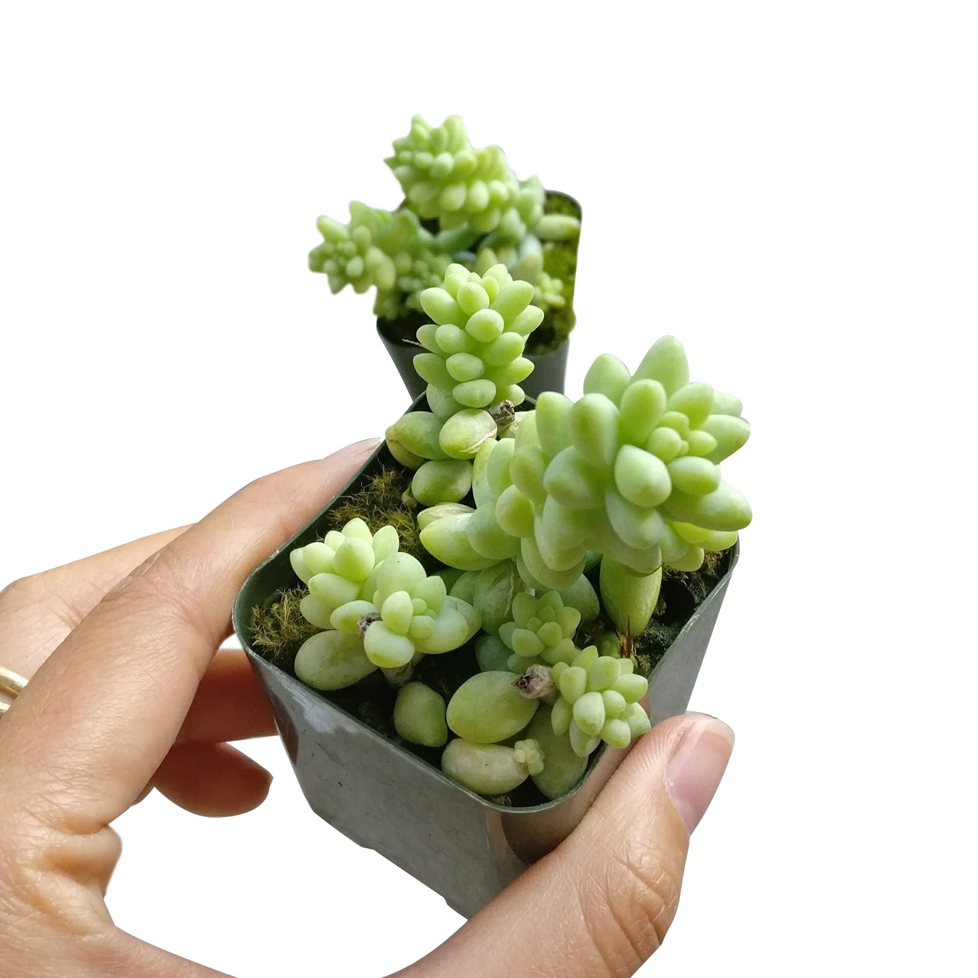 Succulents Box Sedum Burrito Donkey's Tail Succulent (2 inch)