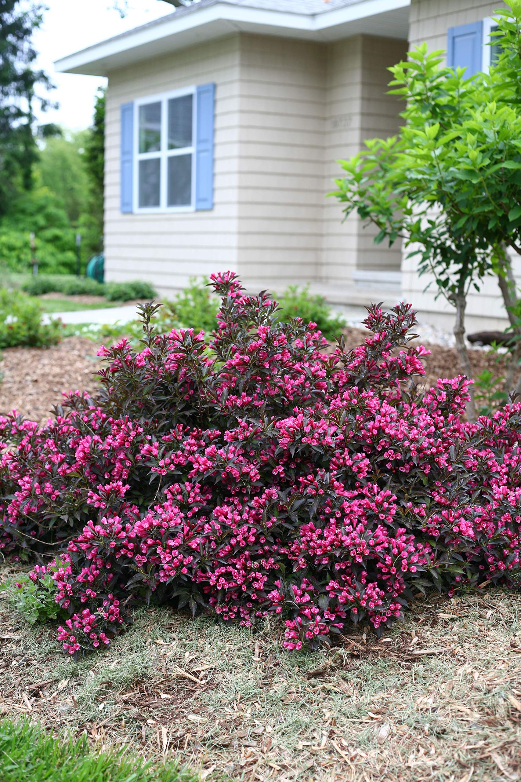Proven Winner Spilled Wine Weigela, 2 Gal, Bright Pink Flowers and Deep Purple Foliage