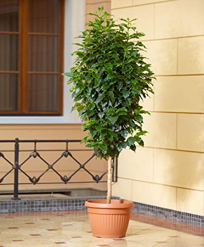 SeedsUP - 5+ Seeds Arabian Coffee Tree (Mountain Plant) - Tree Dwarf