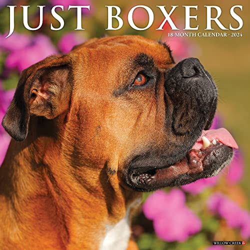 Willow Creek Press Boxers Monthly 2024 Wall Calendar (12" x 12")
