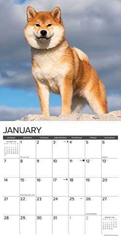 Willow Creek Press Shiba Inus Monthly 2024 Wall Calendar (12" x 12")